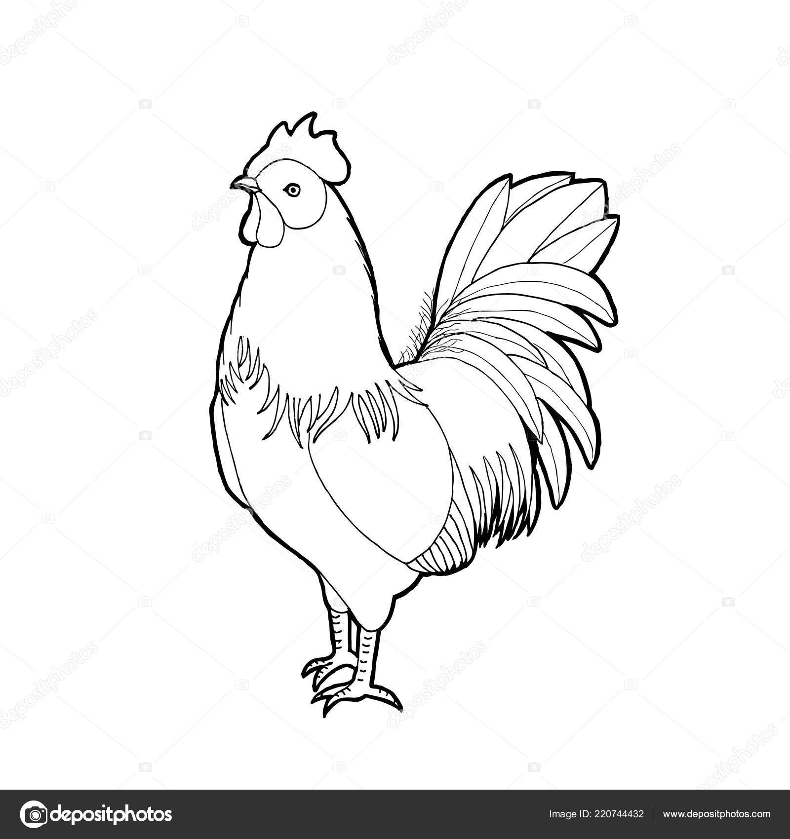 Image vectorielle Illustration Vectorielle Coq Schéma Dessin Sur Fond ...