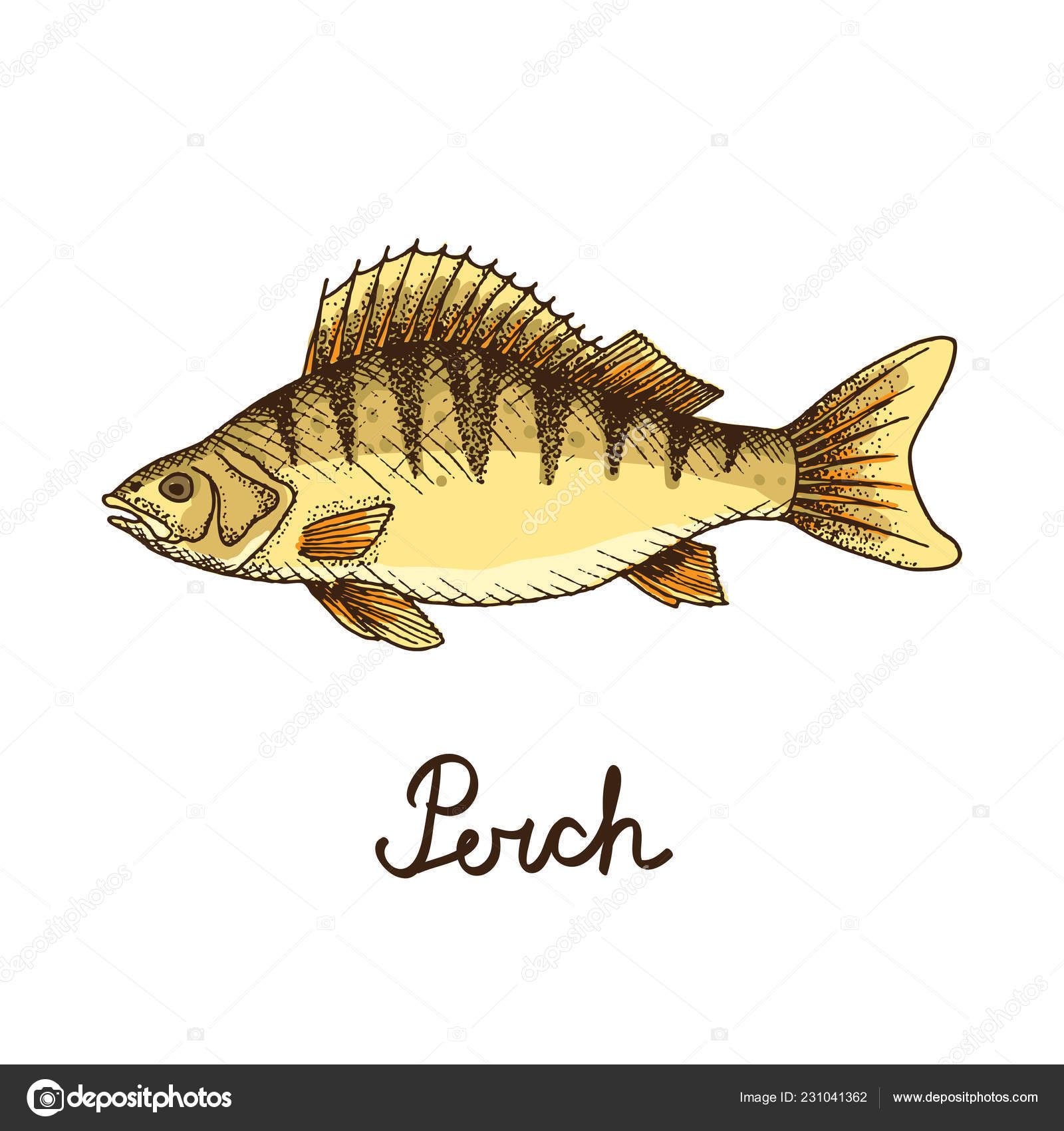 Hand Drawn Perch Fish Logo Vintage Style Vector Illustration Stock ...