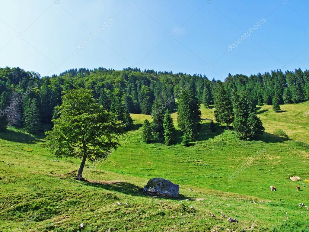 Árboles y bosques mixtos de las laderas de la cordillera Alpstein y del ...