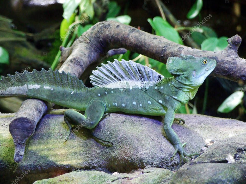 El basilisco de plumas (Basiliscus plumifrons), el basilisco verde ...