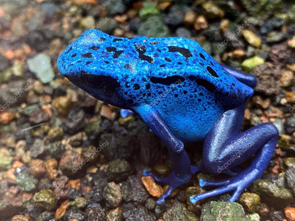 Rana dardo veneno azul (Dendrobates tinctorius azureus), Rana flecha ...