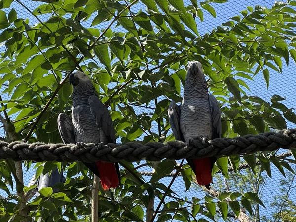 Loro gris (Psittacus erithacus), Congo Loro gris africano, Le Gris du ...