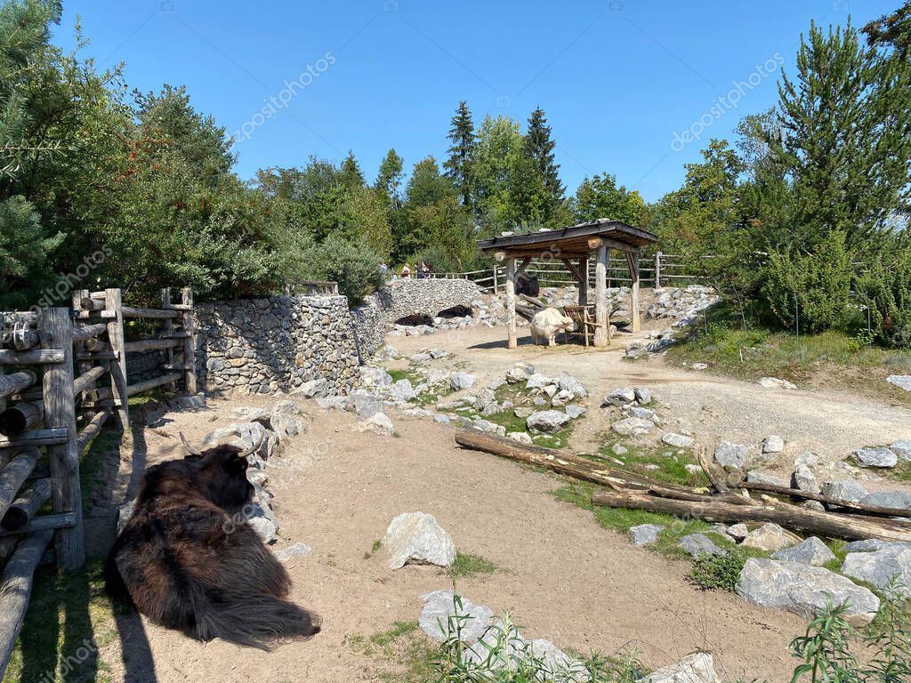 Yak doméstico (Bos grunniens o Bos mutus f. grunniens), Yak domesticado ...