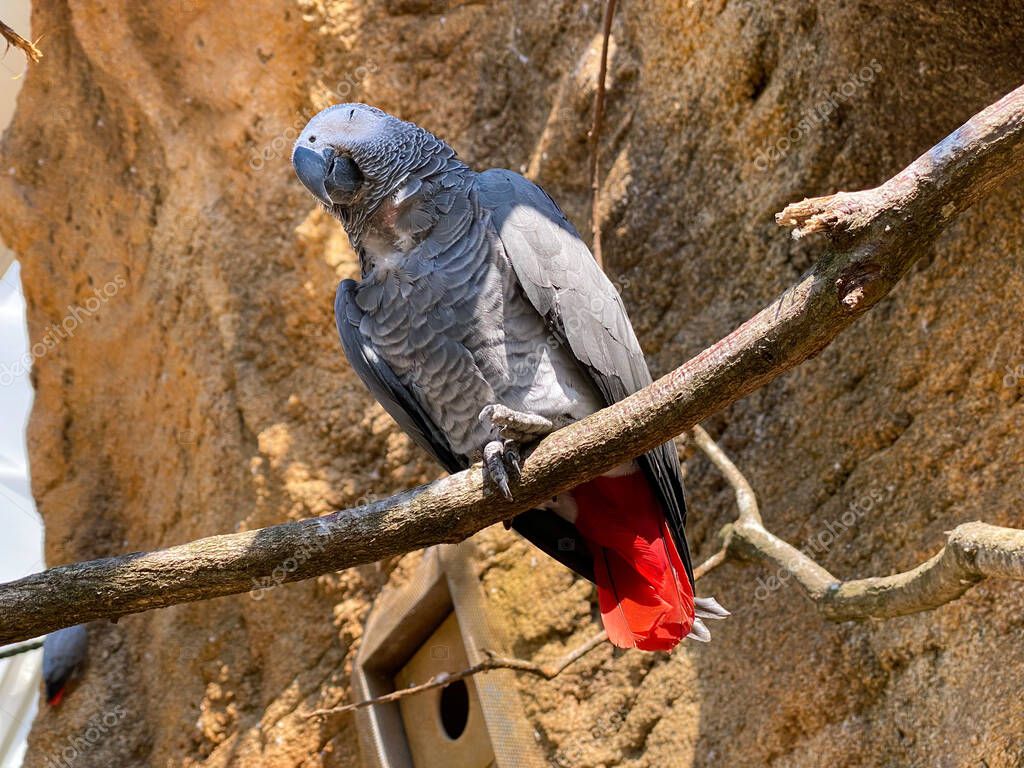 Loro gris (Psittacus erithacus), Congo Loro gris africano, Le Gris du ...