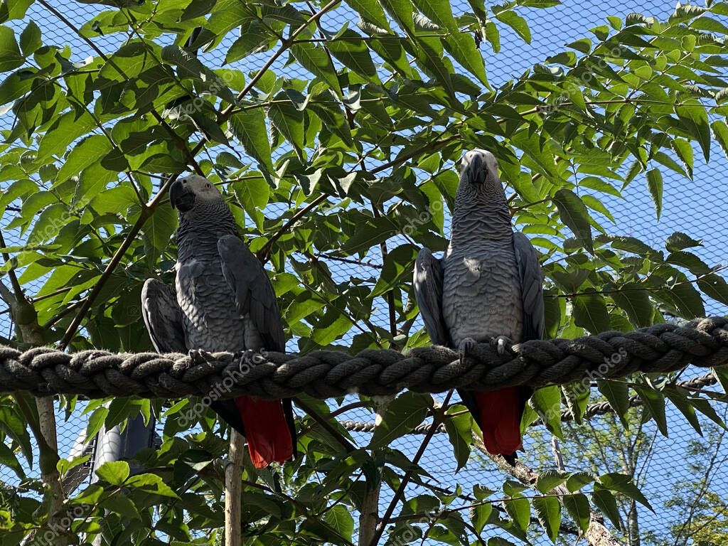Loro gris (Psittacus erithacus), Congo Loro gris africano, Le Gris du ...