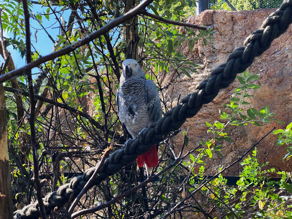 Loro gris (Psittacus erithacus), Congo Loro gris africano, Le Gris du ...