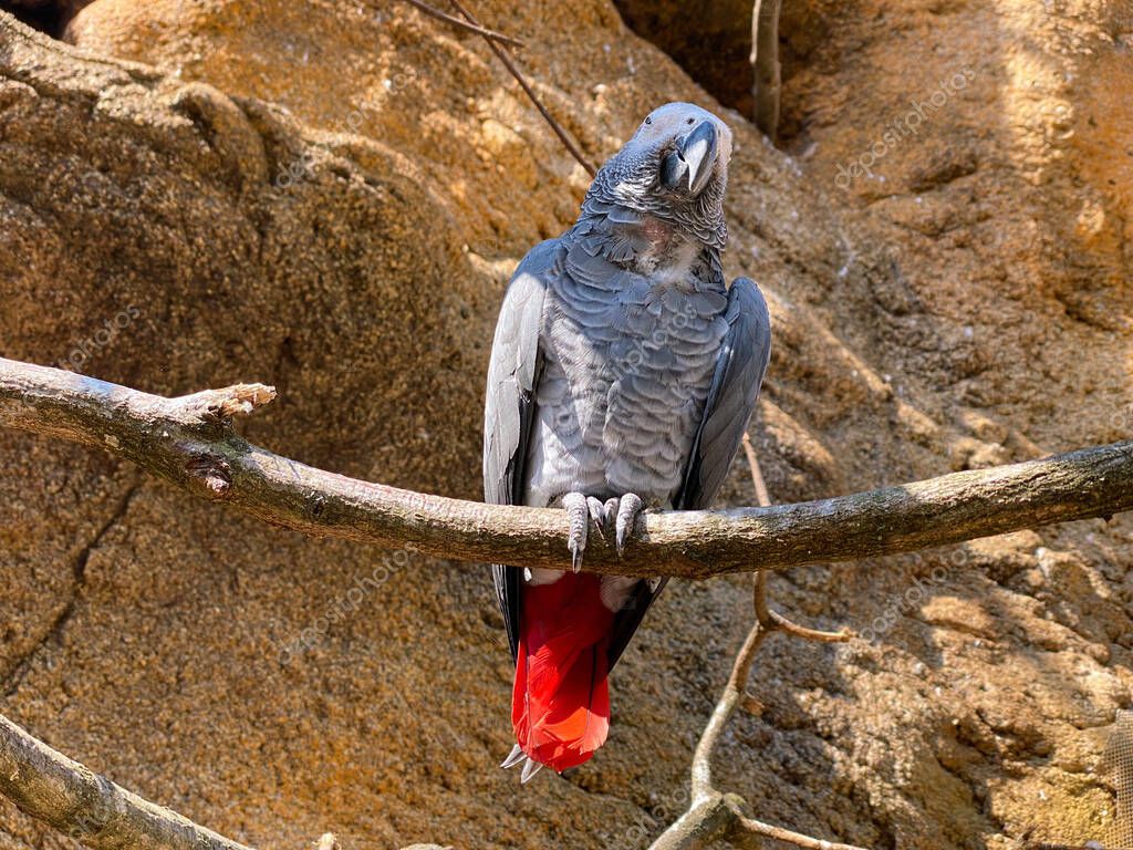 Loro gris (Psittacus erithacus), Congo Loro gris africano, Le Gris du ...
