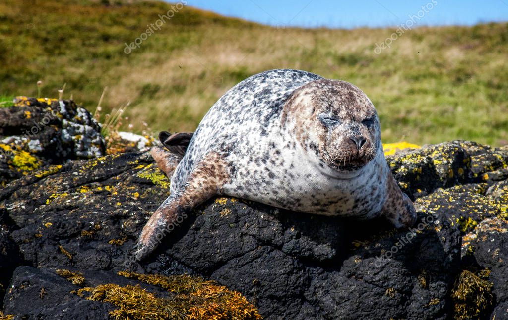 Una foca descansando sobre una roca en la isla de Skye 2024