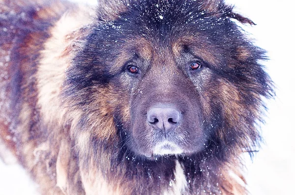 Young Cream Colored Wolf