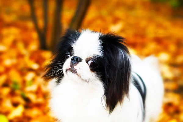 Japanese chin Stock Photos, Royalty Free Japanese chin Images ...