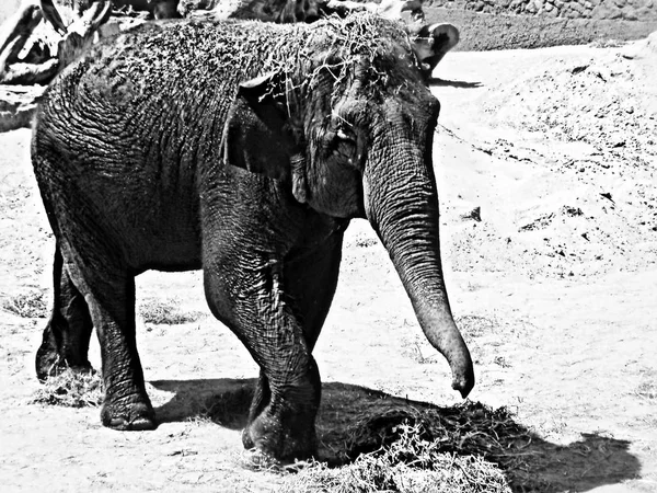 Elephant phuket Stock Photos, Royalty Free Elephant phuket Images ...