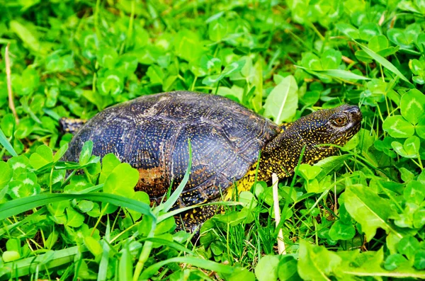 Snapping turtle Stock Photos, Royalty Free Snapping turtle Images ...