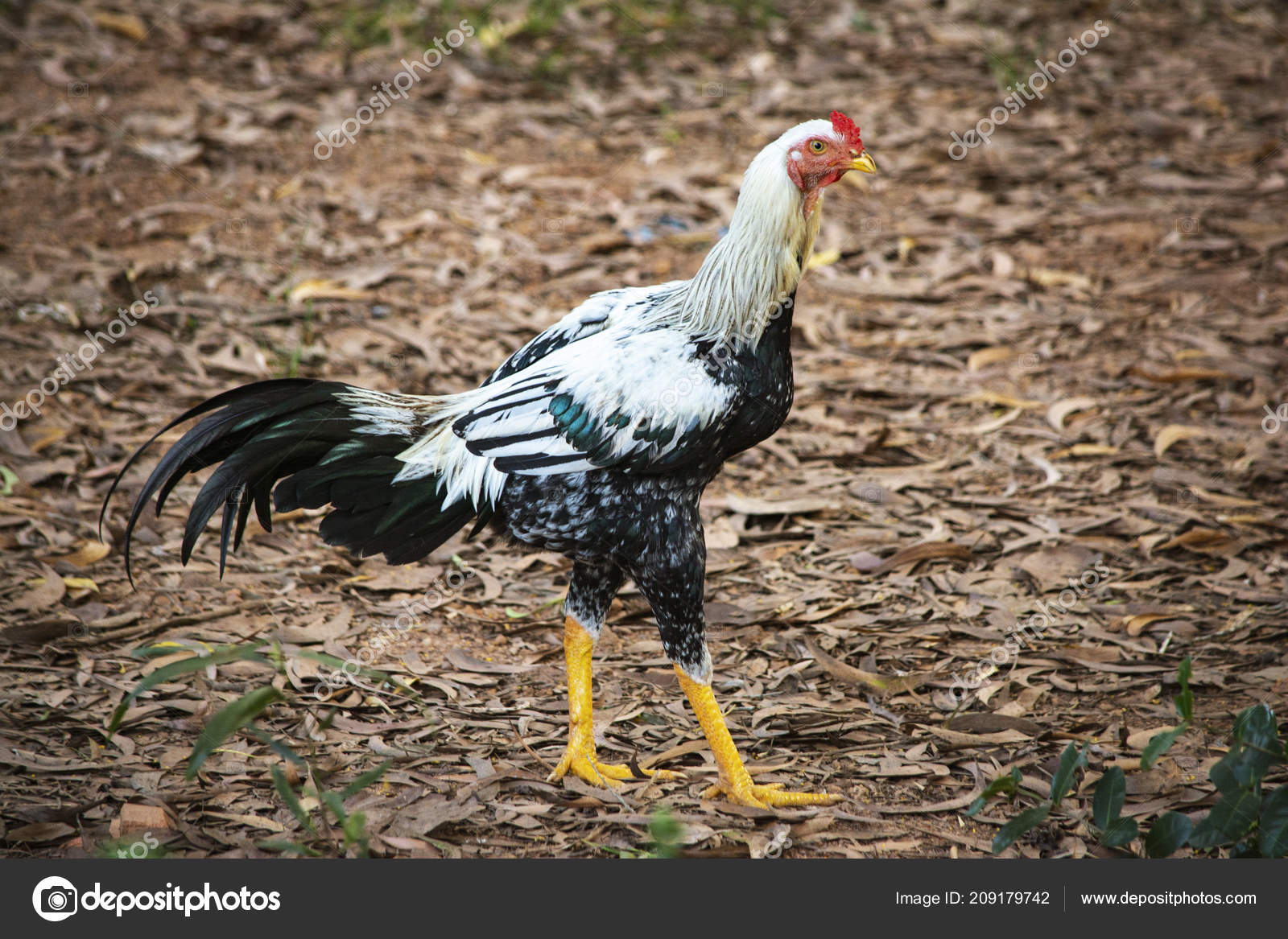 Rooster Indian Forest — Stock Photo © Digitalsoul #209179742