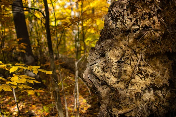 The tree roots and dirt of a fallen tree seen in the forest on a sunny ...