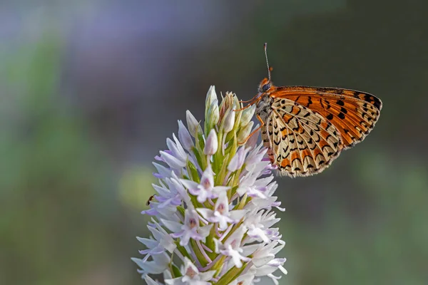 Hermosa mariposa Iparhan en planta / Melitaea trivia (syriaca) 2024