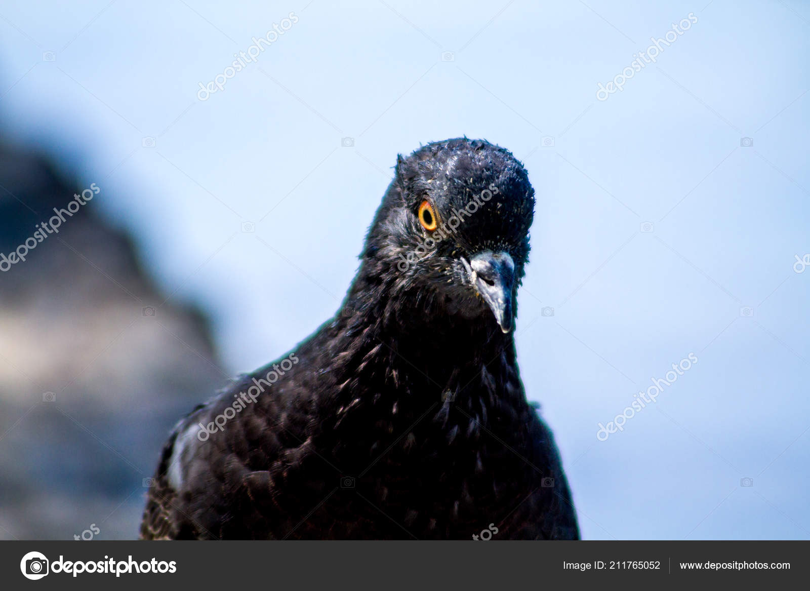Evil Pigeon