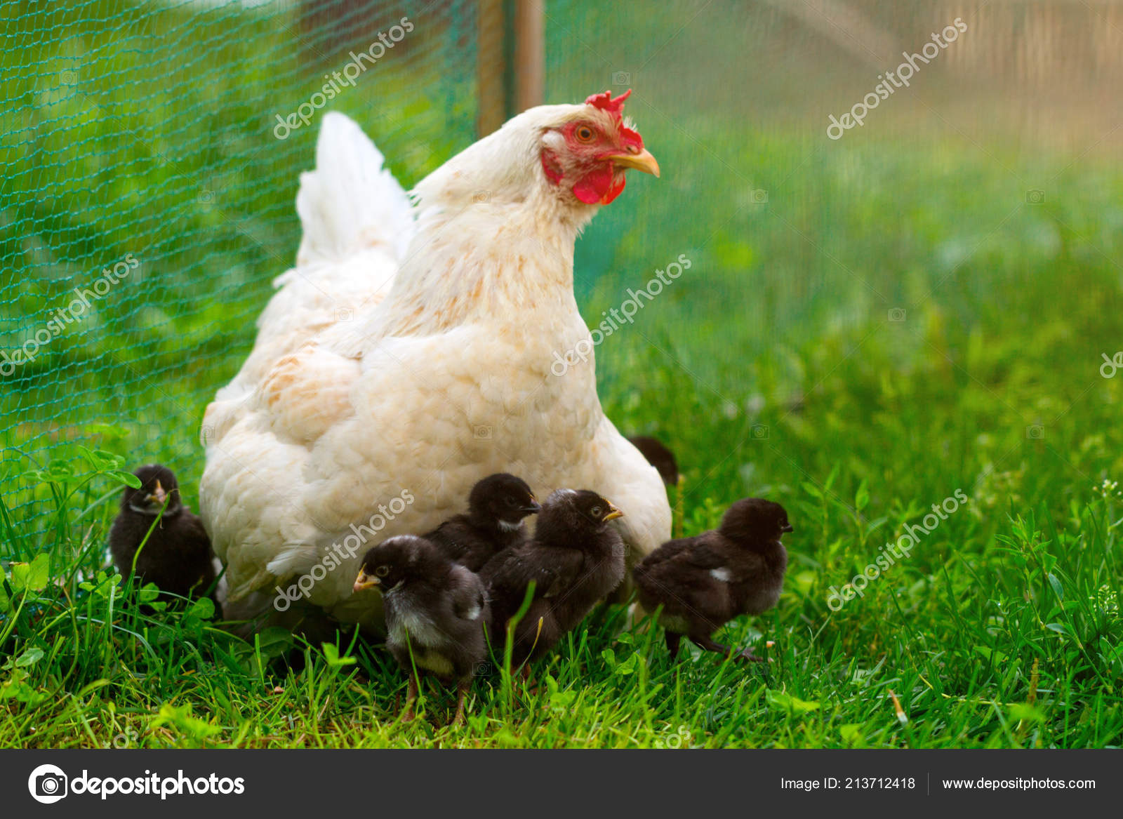 Pictures : white chickens | White Chicken Hen Chickens — Stock Photo ...