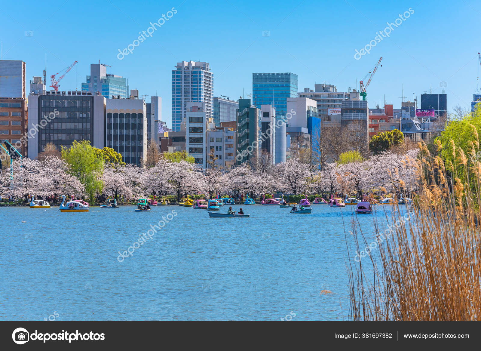 Dried Susuki Grass Front Shinobazu Pond Kaneiji Temple Surrounded ...