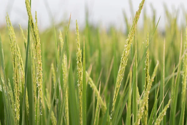 Rice plant Images - Search Images on Everypixel