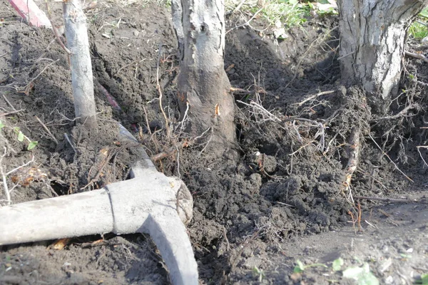 Uprooting trees Stock Photos, Royalty Free Uprooting trees Images ...