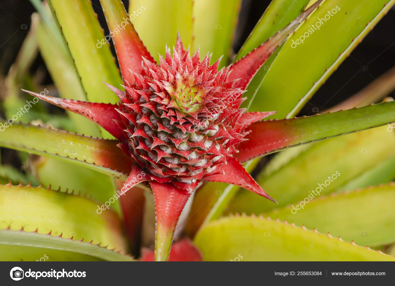 Close Detailed View Pineapple Inflorescence Grows Stalk Fruit Form ...