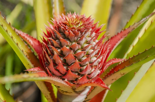 Close Detailed View Pineapple Inflorescence Grows Stalk Fruit Form ...