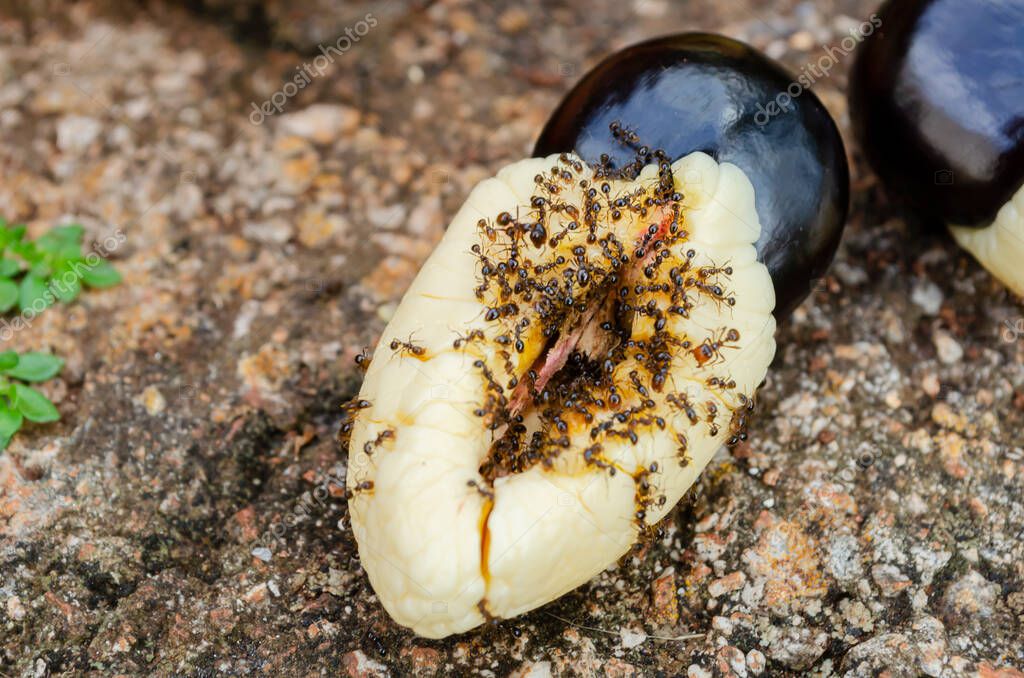 Un arilo ackee amarillo pálido con su semilla negra en su lugar que ...
