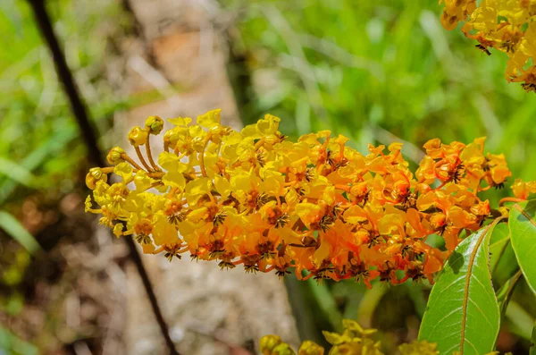 Closely packed on a stem is an isolated bright orange-yellow ...