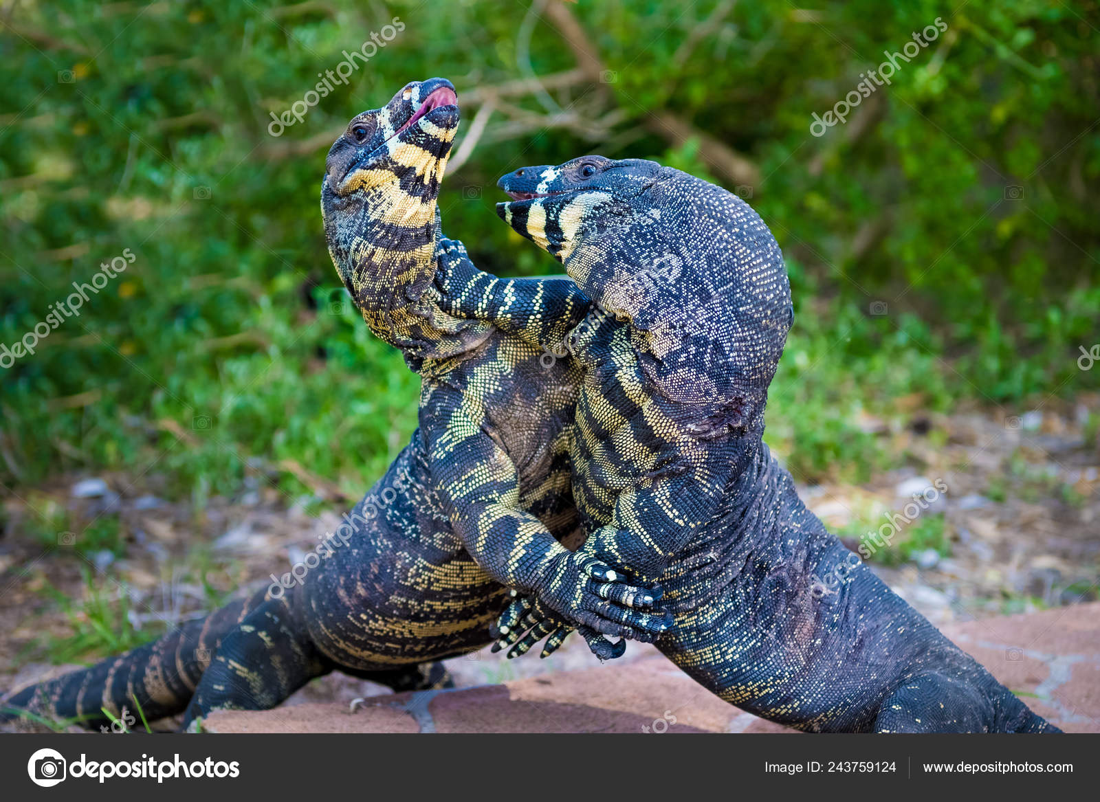 Two Lace Goannas Australian Monitor Lizards Fighting Ferociously Goanna ...