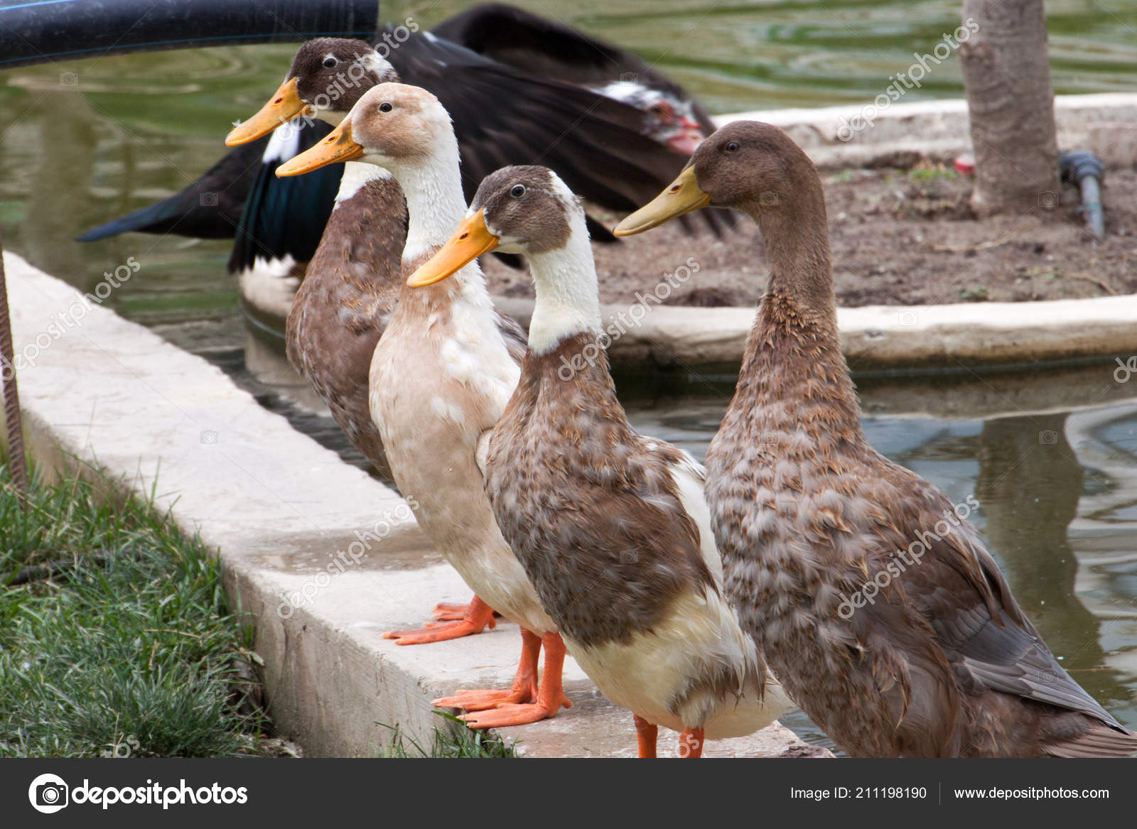 Ducklings In A Line