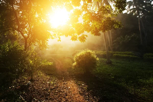 Sun light Stock Photos, Royalty Free Sun light Images | Depositphotos