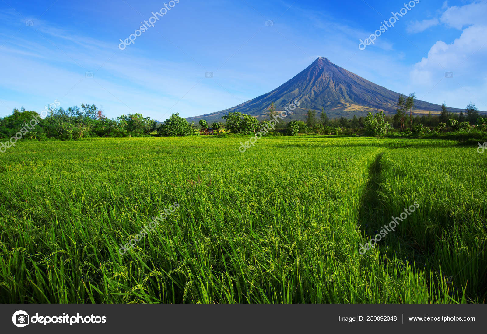 Planting Rice With Mayon Volcano