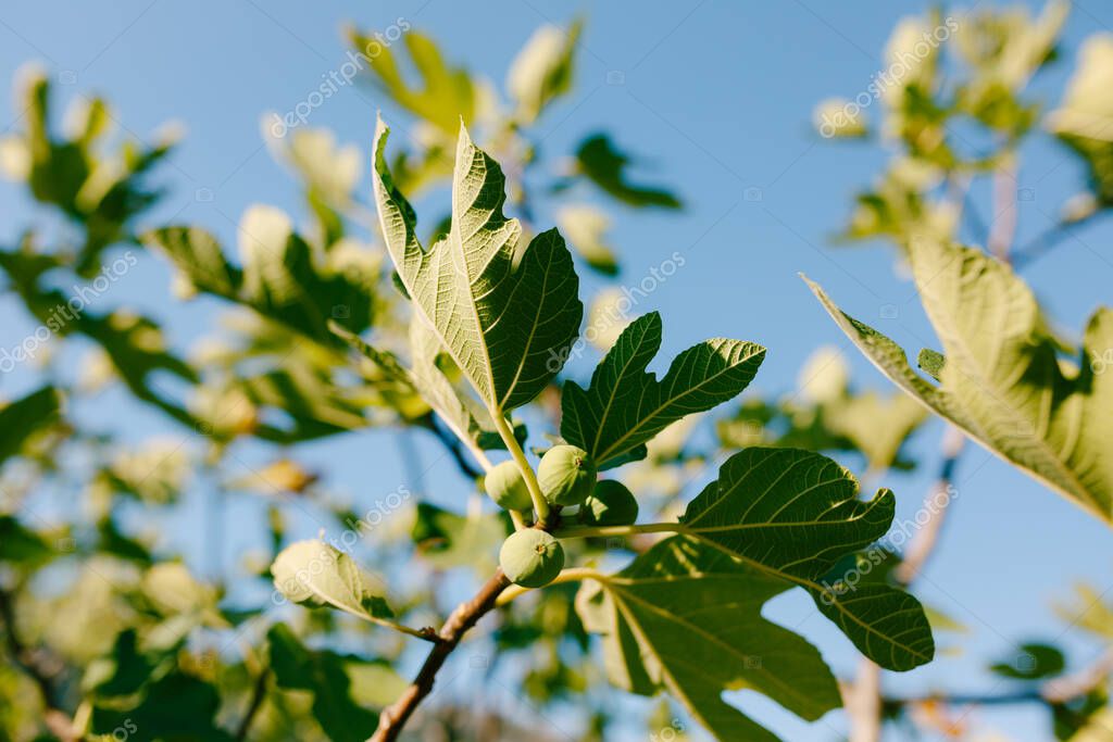 Higos verdes en ramas de rboles contra el cielo azul. 2024