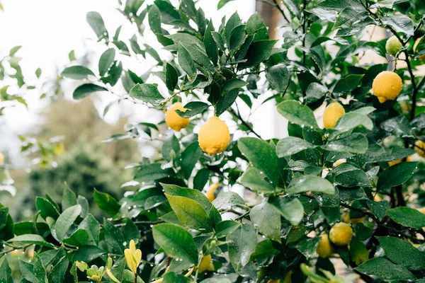 Cytryny i drzewo cytrynowe Stock Photos, Royalty Free Cytryny i drzewo ...