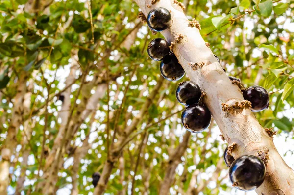 Several Fat Juicy Jabuticabas Branch Tree Close Stock Photo by ©PauloPJ ...