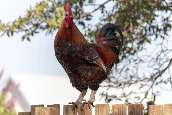 Fotos de Cheeky rooster, Imagens de Cheeky rooster sem royalties | Depositphotos