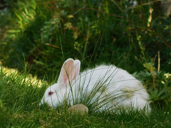 White rabbit in grass Stock Photos, Royalty Free White rabbit in grass ...