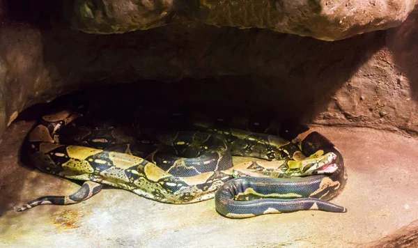 Pythons temple Stok Foto, Pythons temple Gambar Bebas Royalti ...