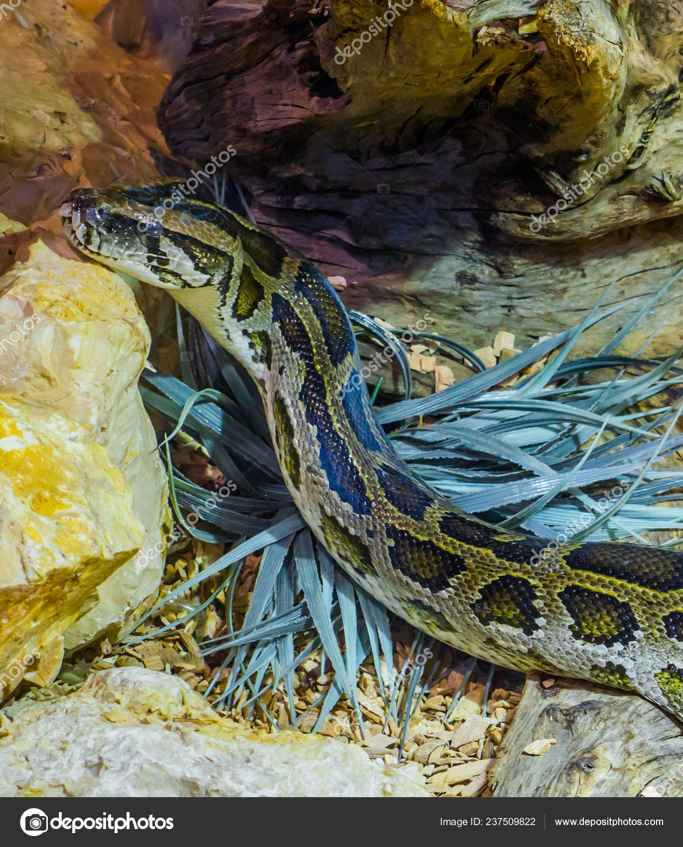 Burmese Python Creeping Some Rocks Vulnerable Snake Specie — Stock ...