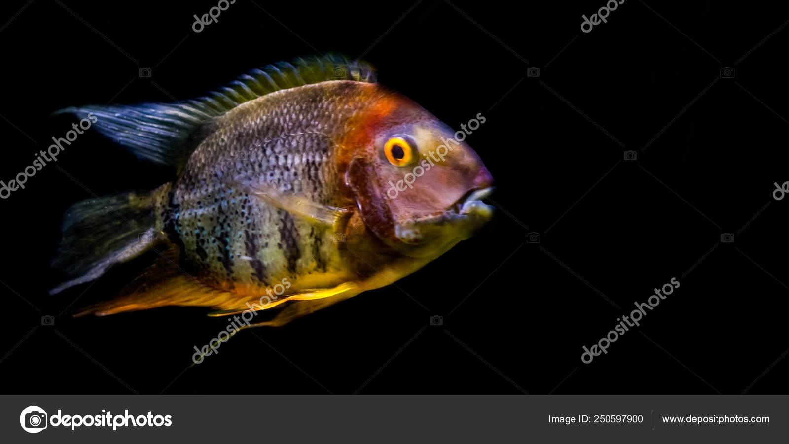 Banded Severum