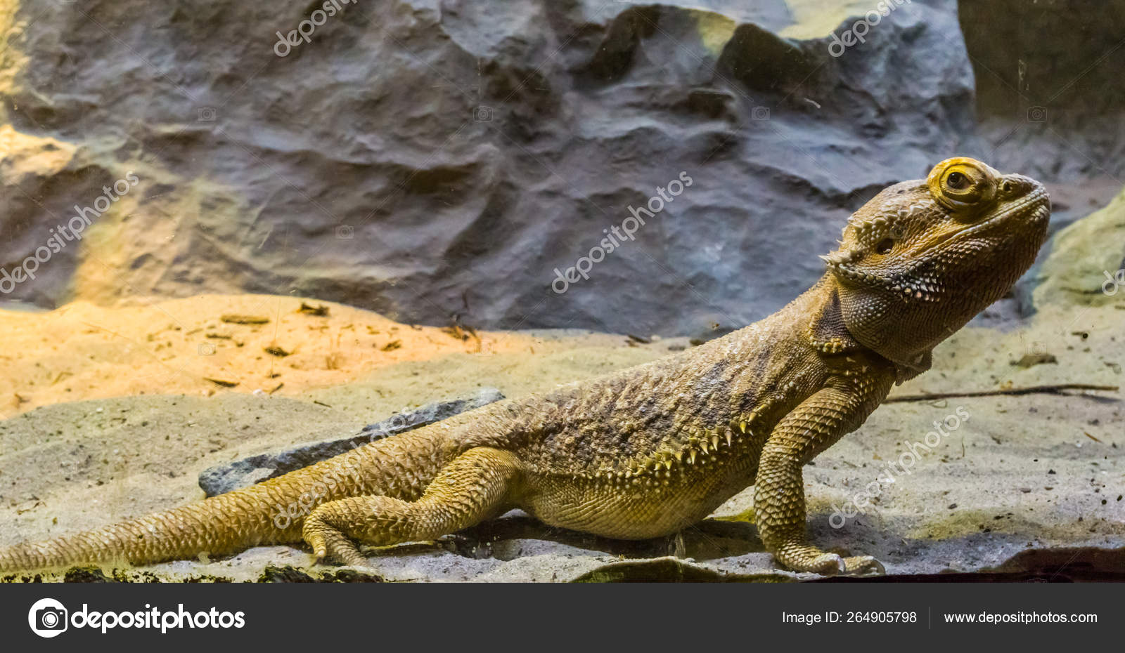 Bearded Dragon Lizard Pet