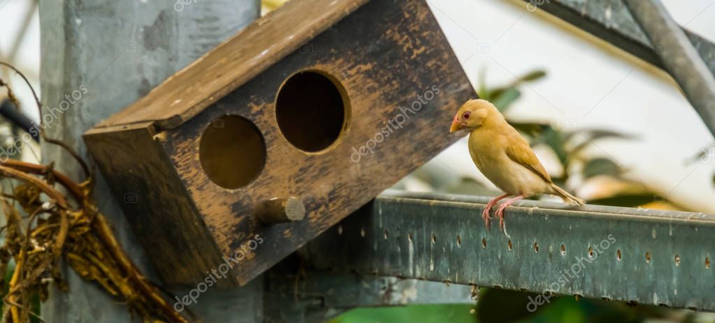 Gorrión de arroz java hembra sentado en una viga de metal en el aviario ...