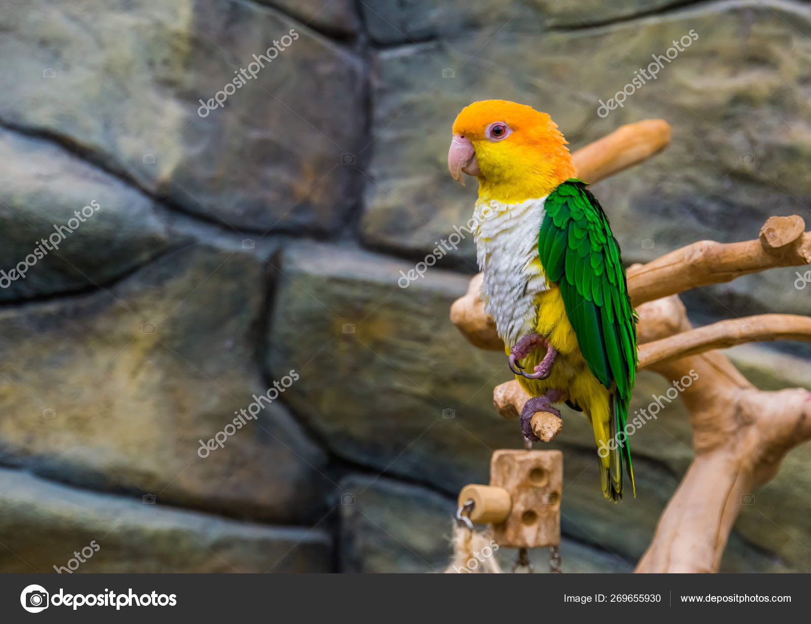 White Bellied Caique