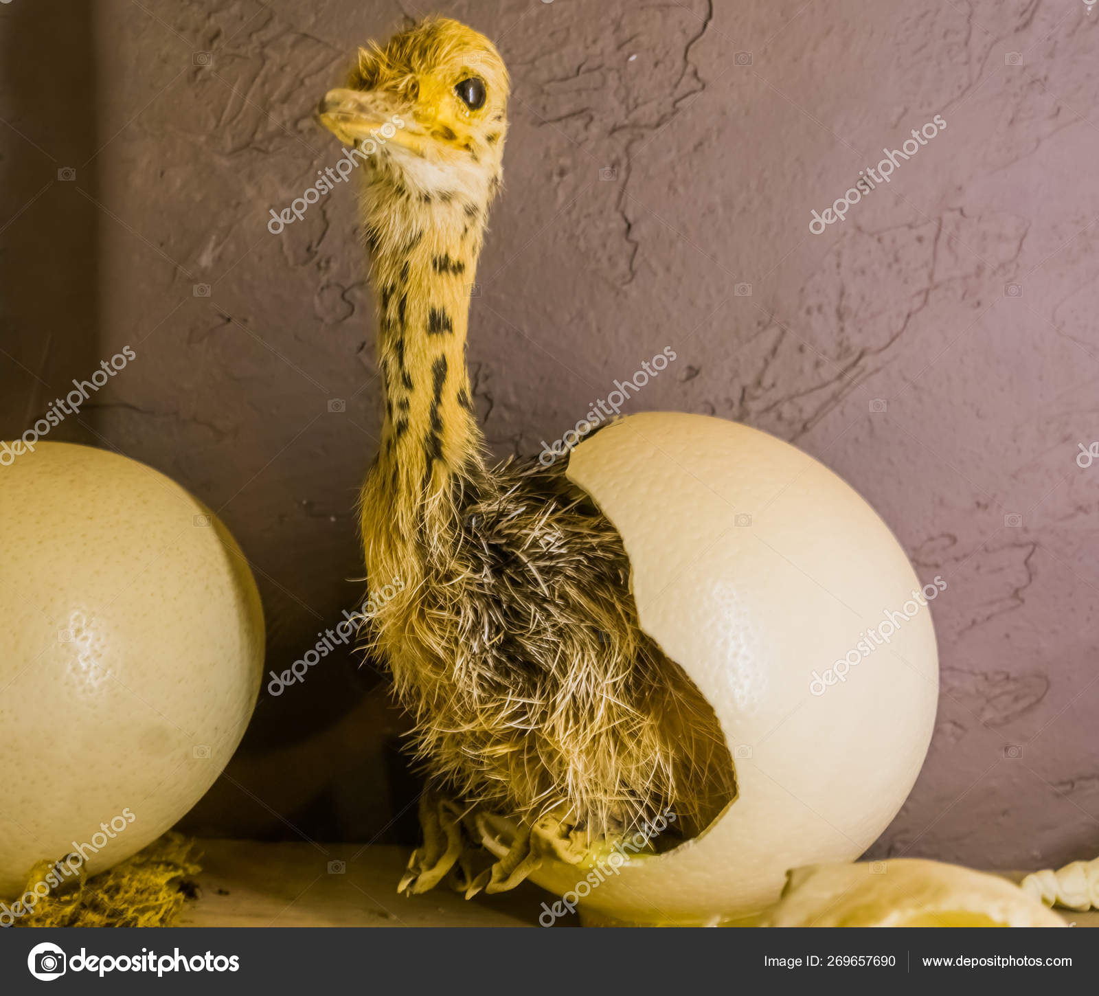Ostrich Egg Hatching Come Along With Us To Check Out Our Ostrich
