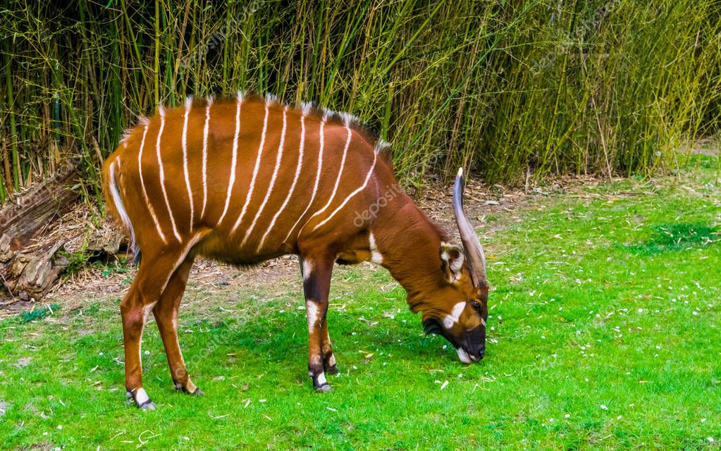 retrato de primer plano de un bongo de montaña oriental pastando en un ...
