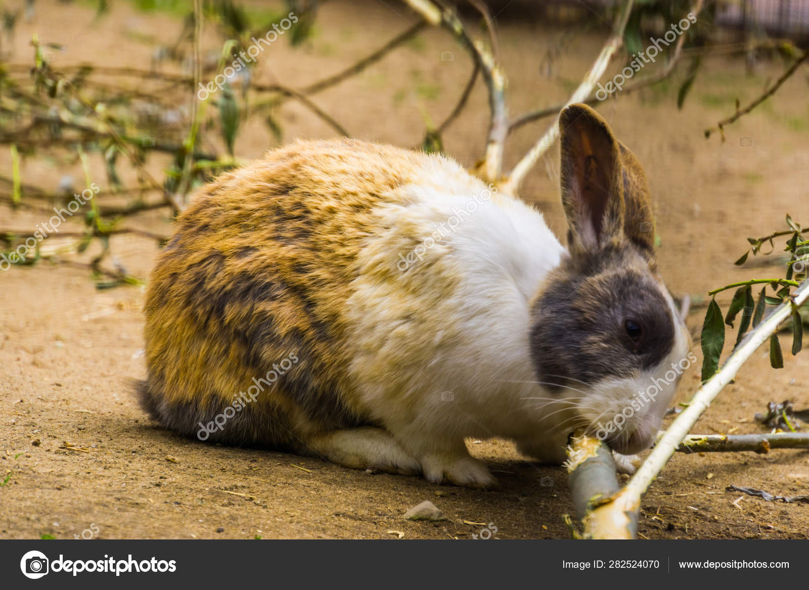 Brown And White Rabbit Breed