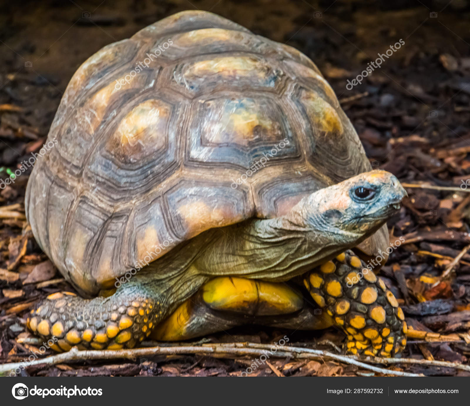 Big Tortoise In Amazon River