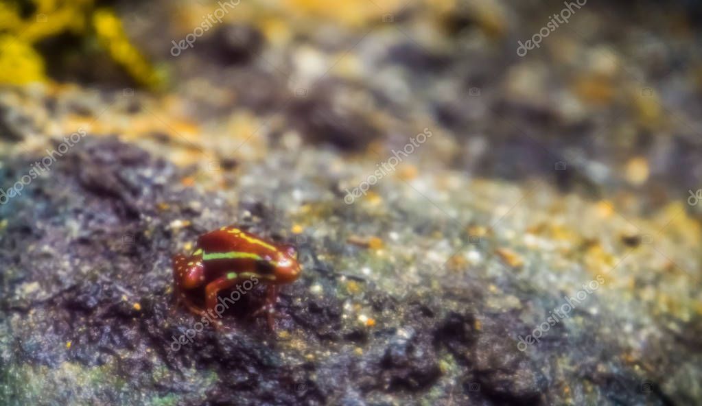 macro primer plano de una rana venenosa fantasma, popular mascota ...