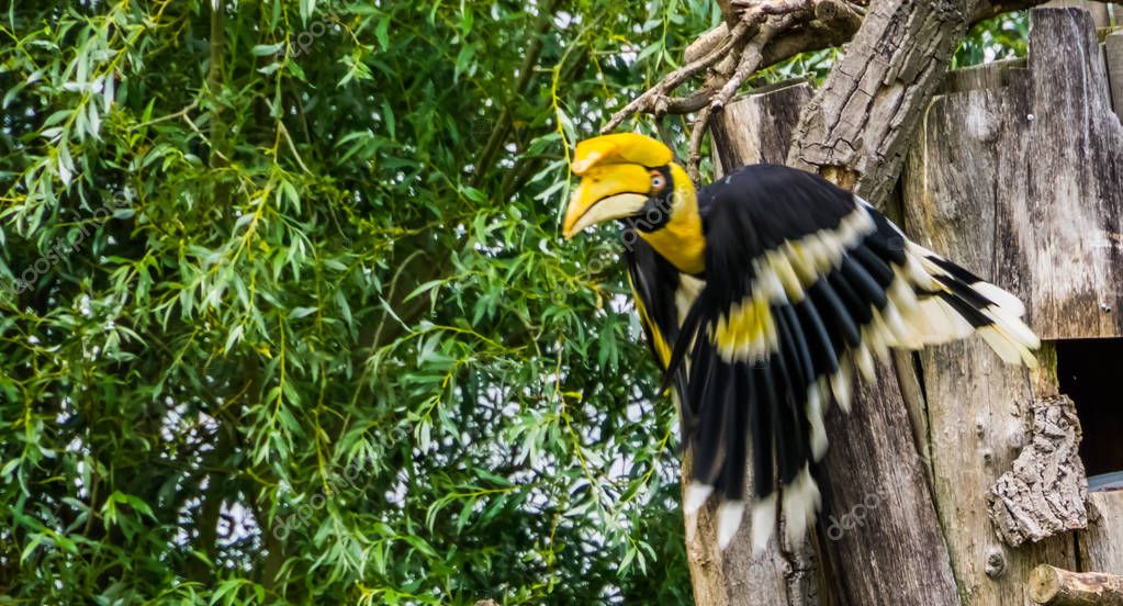 Hermoso gran pájaro carey indio en vuelo, pájaro tropical volando en el ...