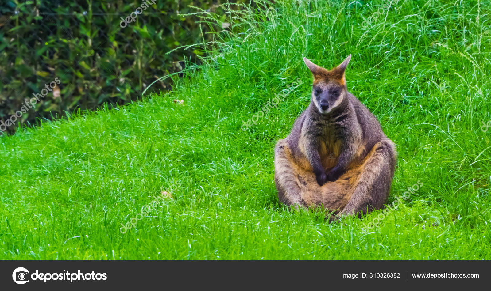 Swamp wallaby sitting a meditative pose, popular zoo animal specie ...